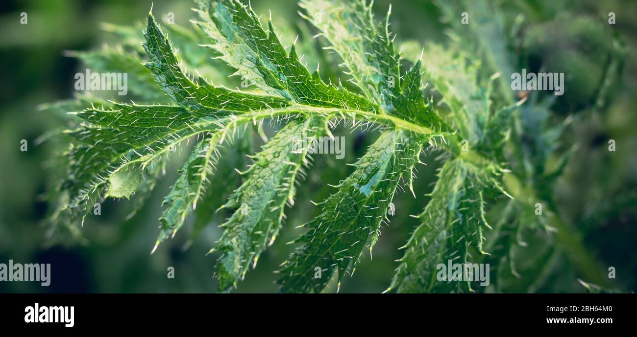 Beautyful dissected poppy leaf green foliage. Natural floral monochrome ...