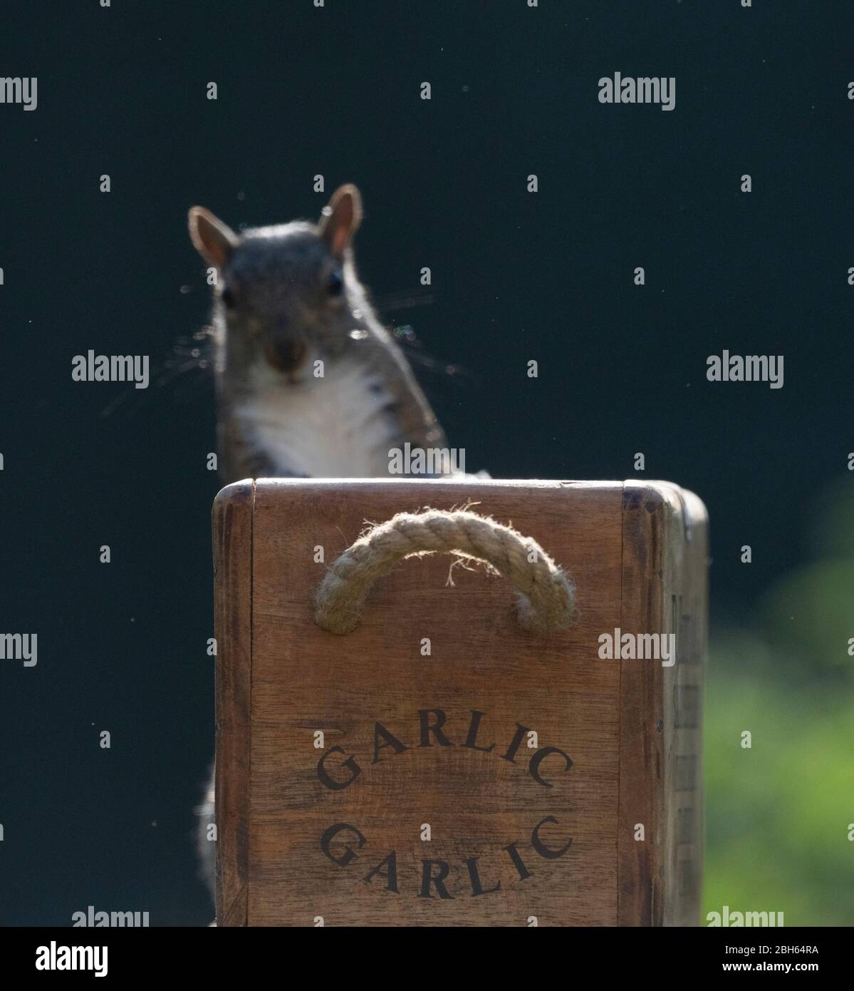 London, UK. 24th April 2020. Day 32 of Coronavirus lockdown in UK, and a grey squirrel examines ...