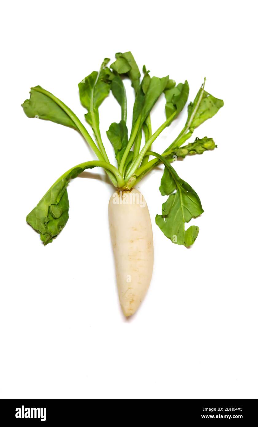 fresh white radish isolated on white backgrounds Stock Photo - Alamy