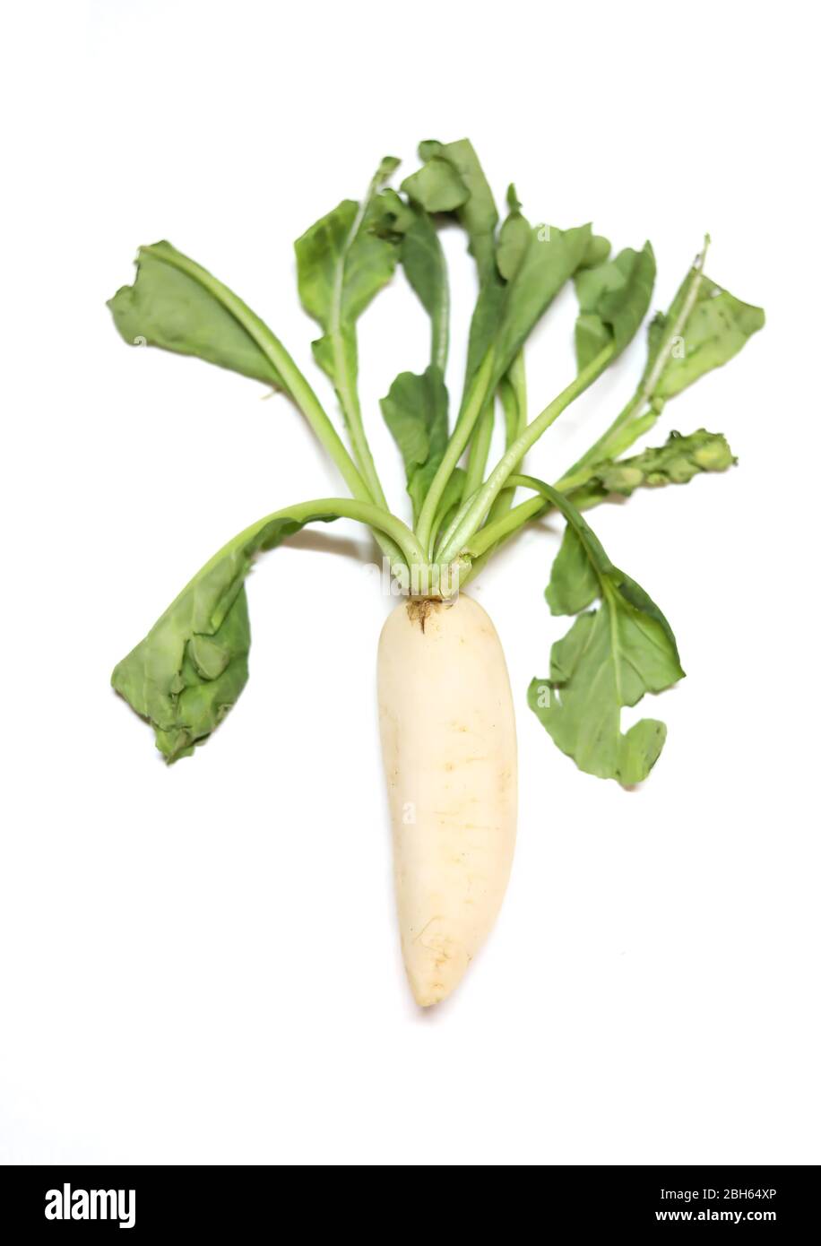 White radish isolated on white backgrounds Stock Photo - Alamy