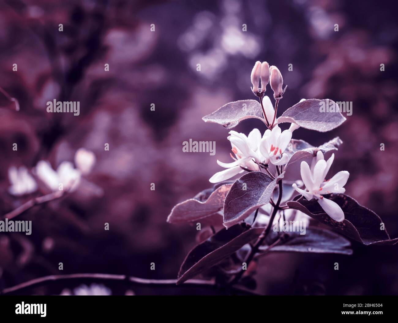 Beautiful bush with white flowers. Surreal dark Nature background ...