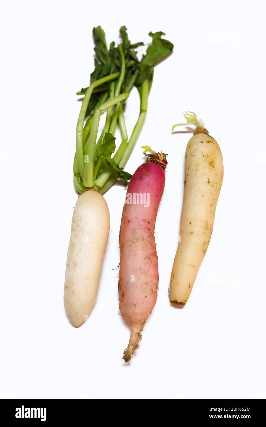 Different types of radish are isolated on a white background Stock ...