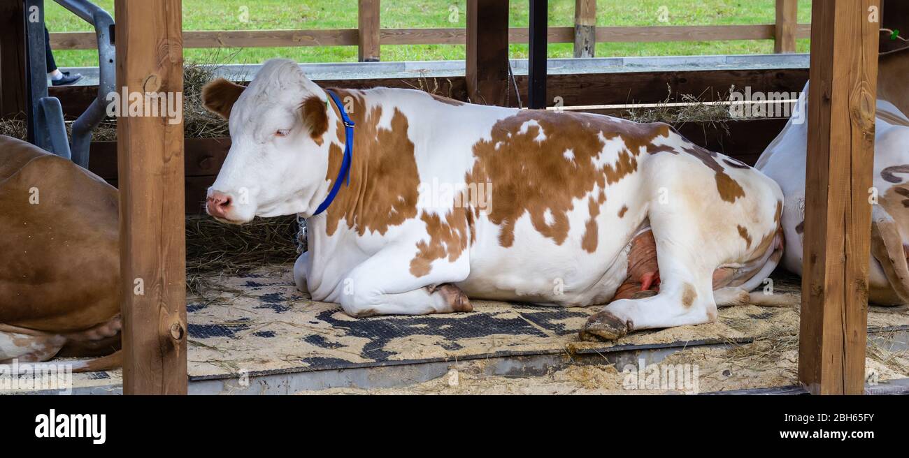 Purebred white red cow is resting in an open aviary. Modern farming ...