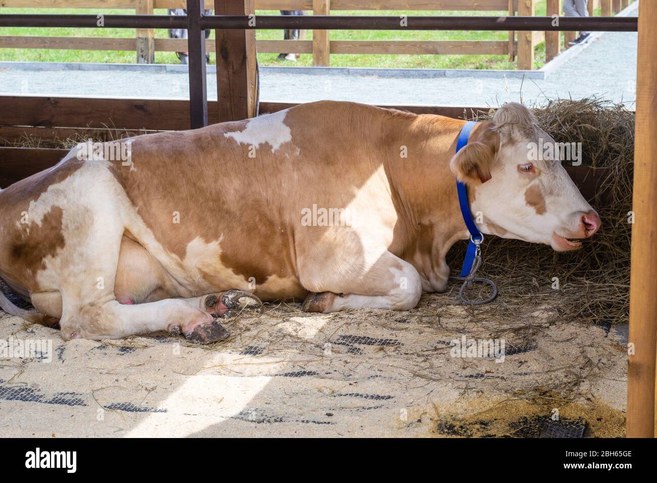 Purebred white red cow is resting in an open aviary. Agricultural ...