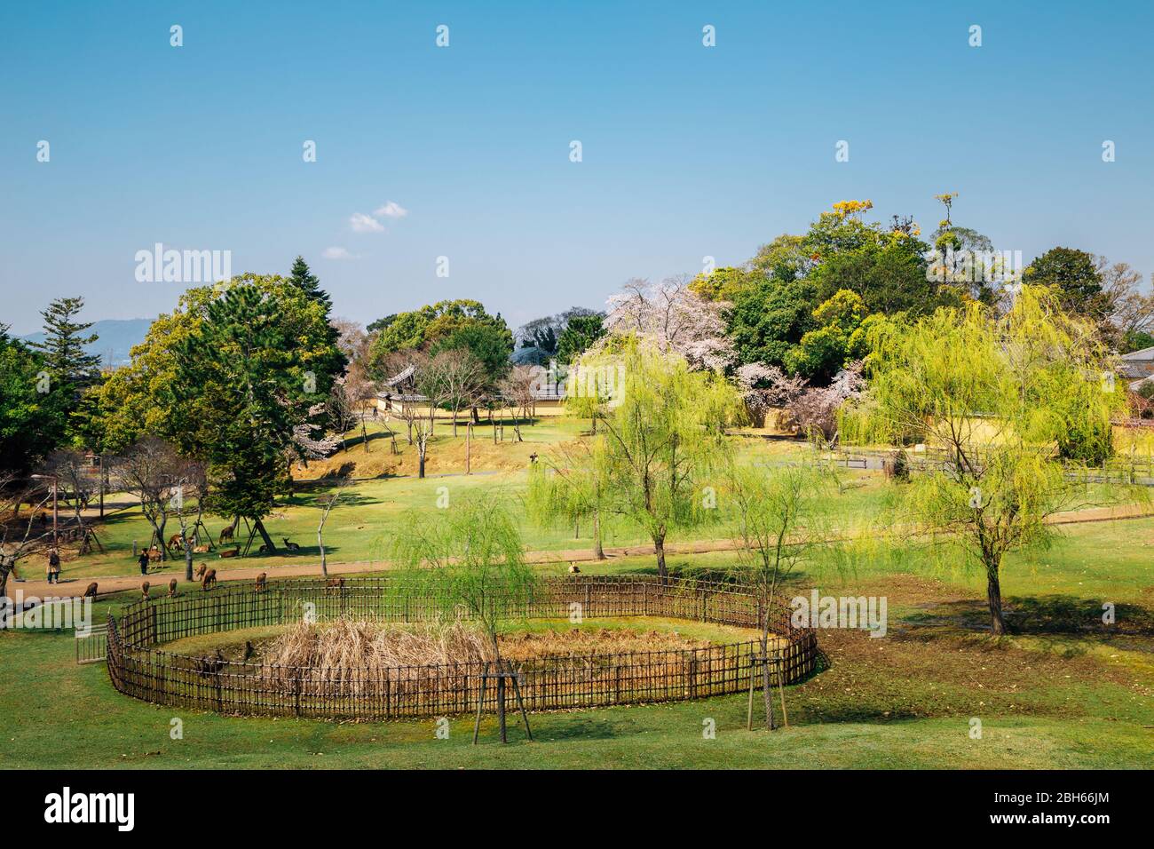 Spring of Nara park in Nara, Japan Stock Photo - Alamy