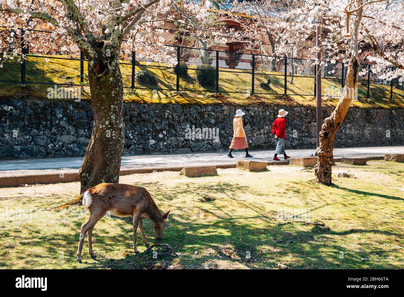 Nara park, deer with spring cherry blossoms in Nara, Japan Stock Photo ...
