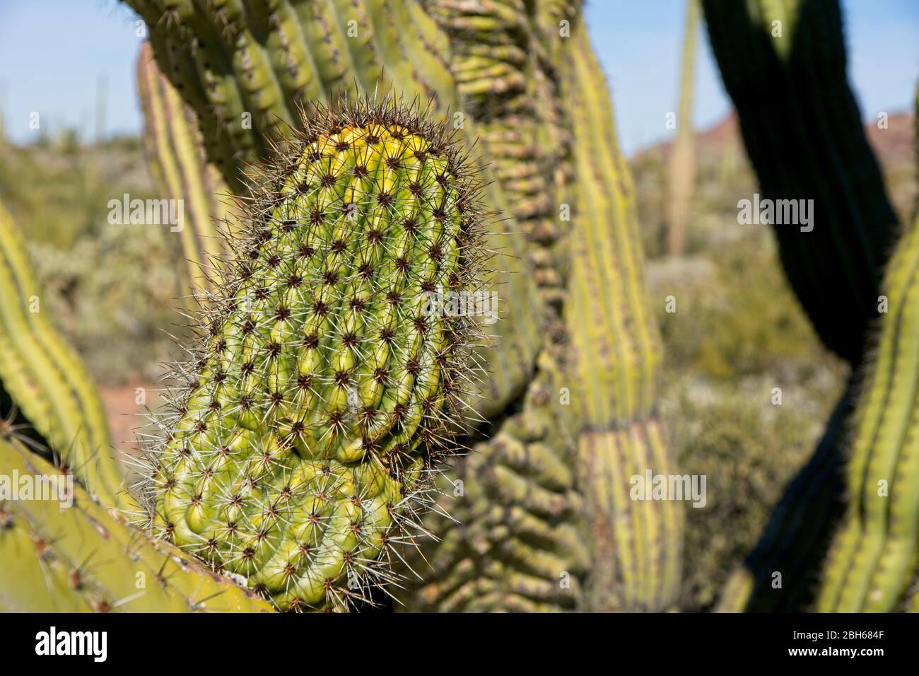 Organ Pipe Cactus (Stenocereus thurberi) in Organ Pipe Cactus National ...