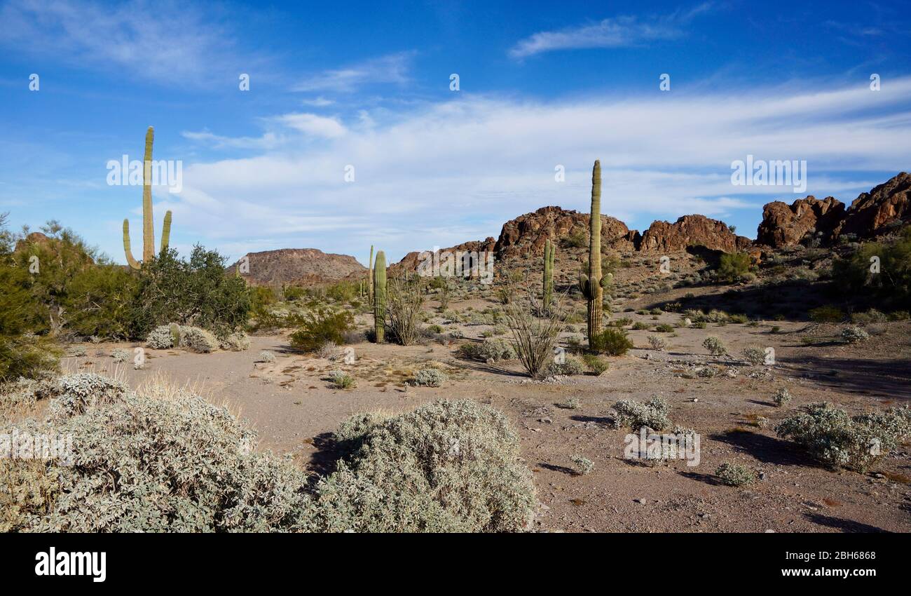 Organ Pipe Cactus National Monument in Arizona USA - Protected area of ...