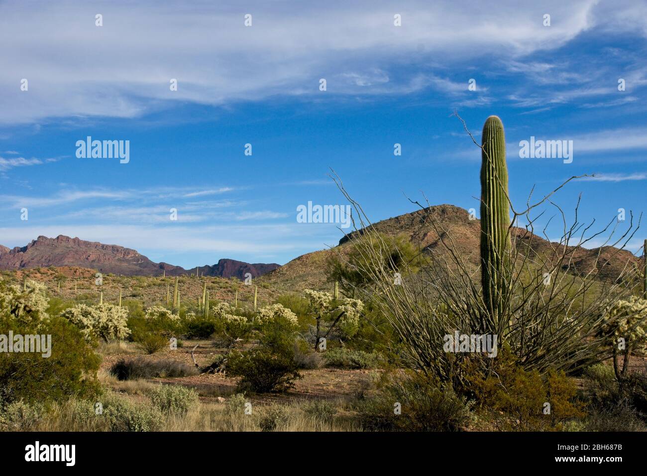 Organ Pipe Cactus National Monument in Arizona USA - Protected area of ...