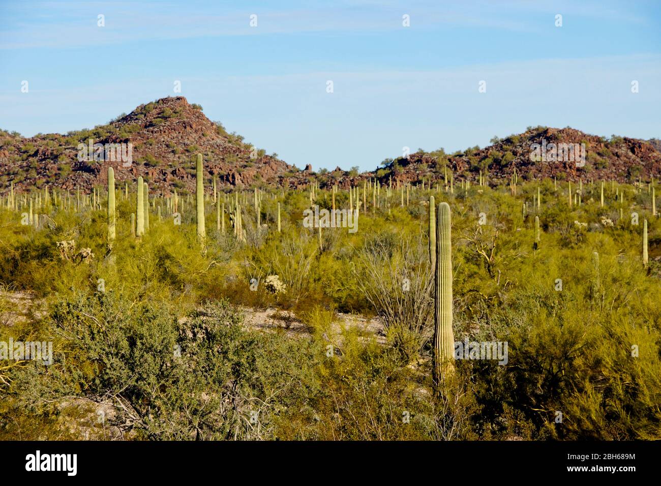 Organ Pipe Cactus National Monument in Arizona USA - Protected area of ...