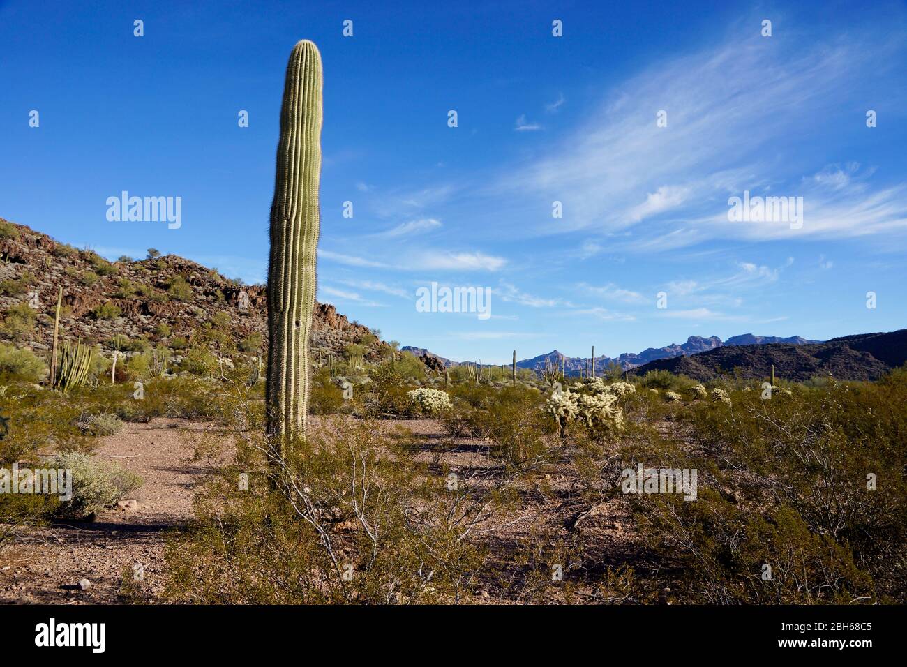 Organ Pipe Cactus National Monument in Arizona USA - Protected area of ...