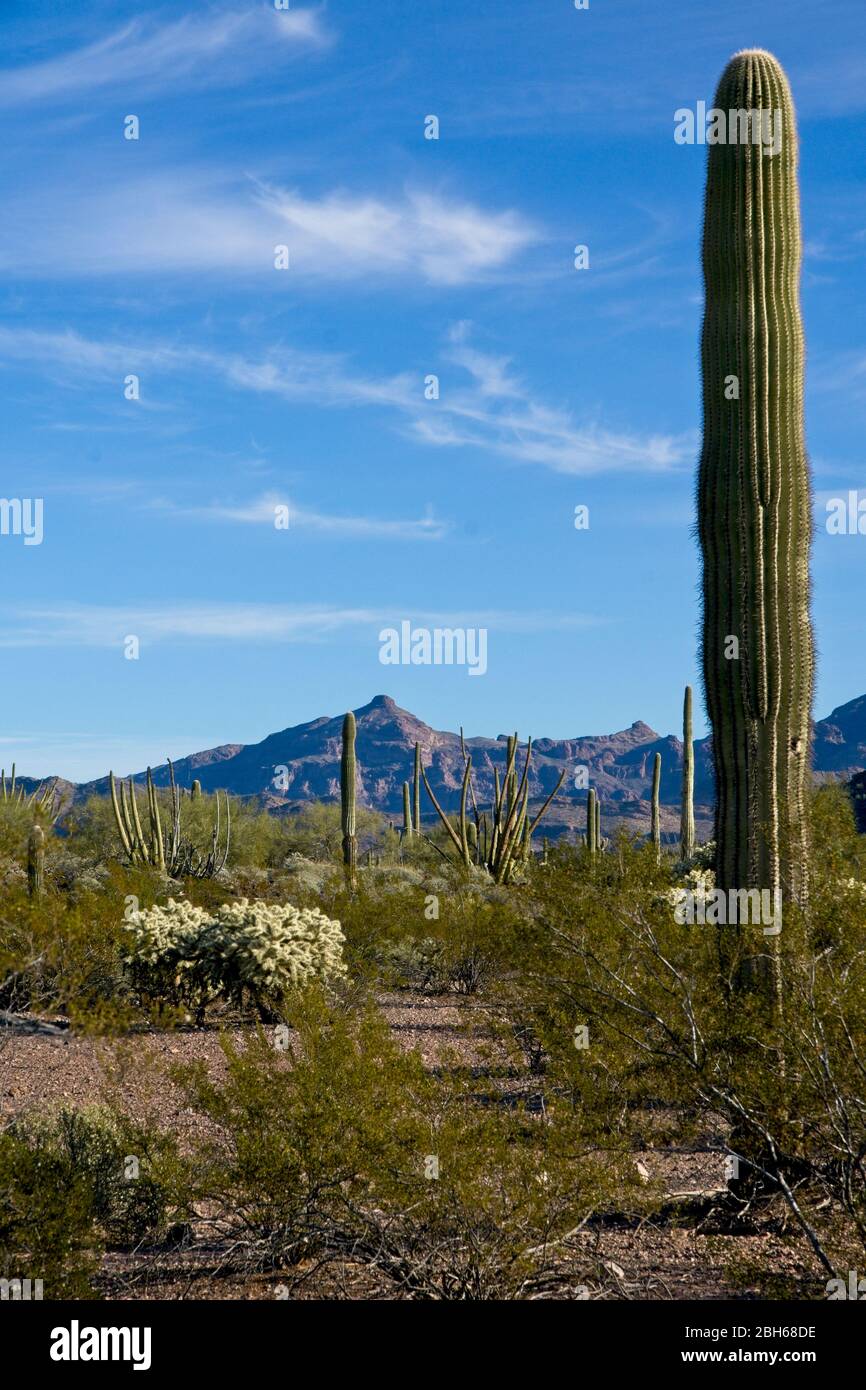 Organ Pipe Cactus National Monument in Arizona USA - Protected area of ...