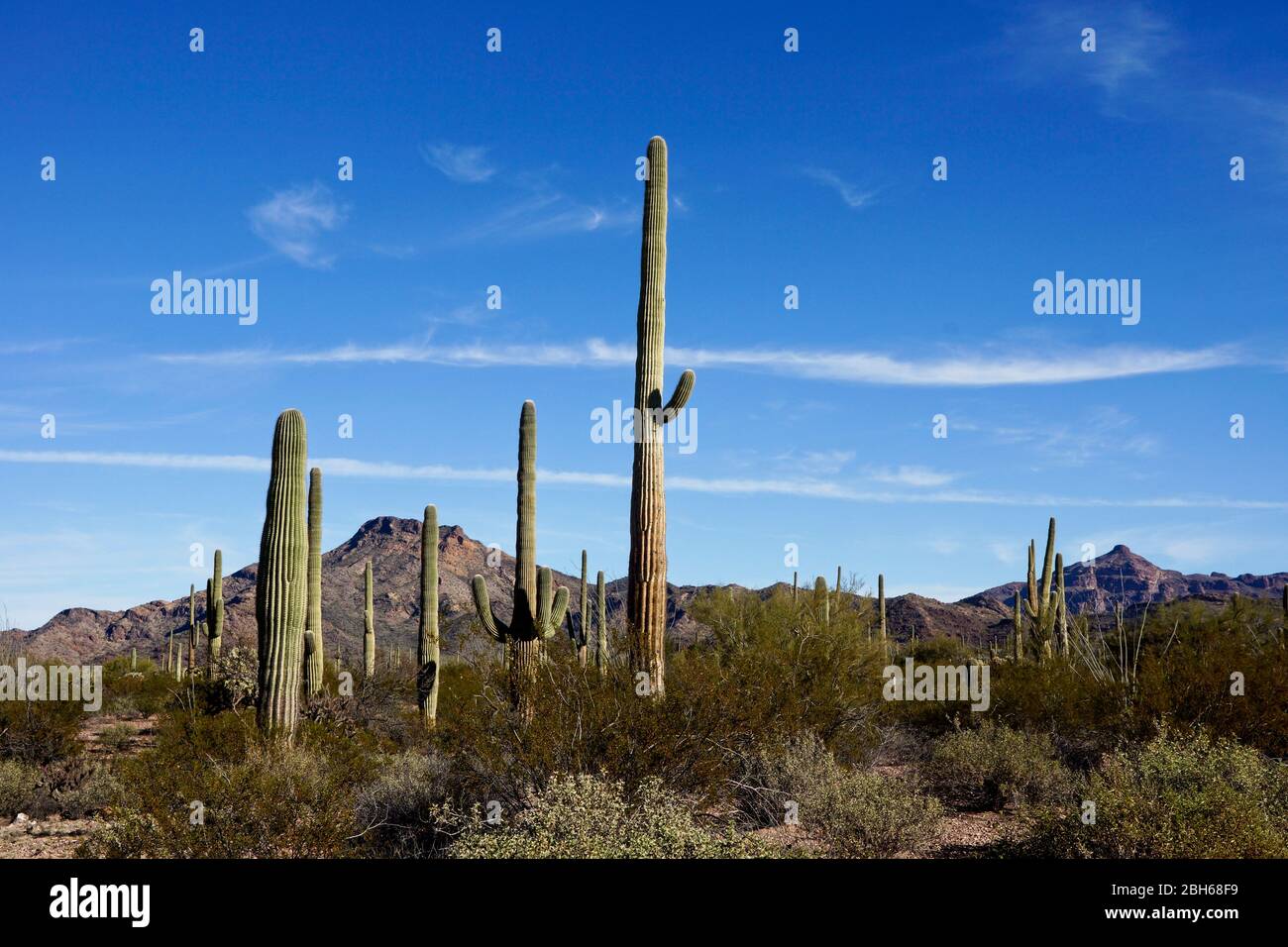 Organ Pipe Cactus National Monument in Arizona USA - Protected area of ...
