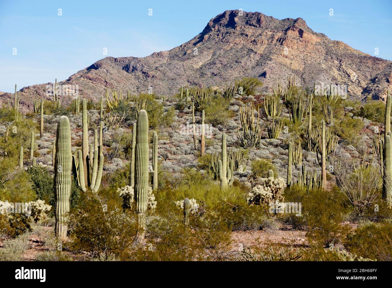 Organ Pipe Cactus National Monument in Arizona USA - Protected area of ...
