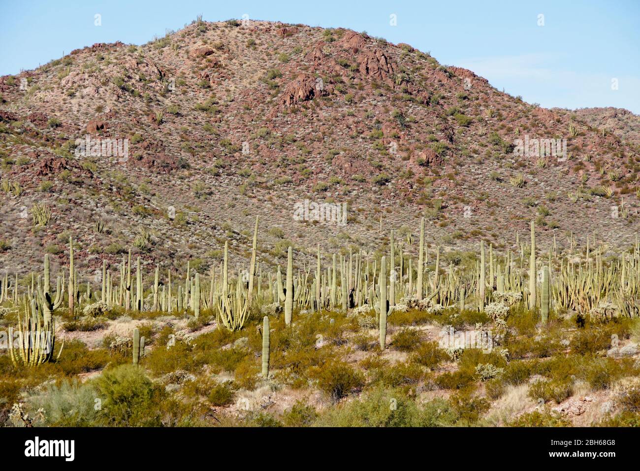 Organ Pipe Cactus National Monument in Arizona USA - Protected area of ...
