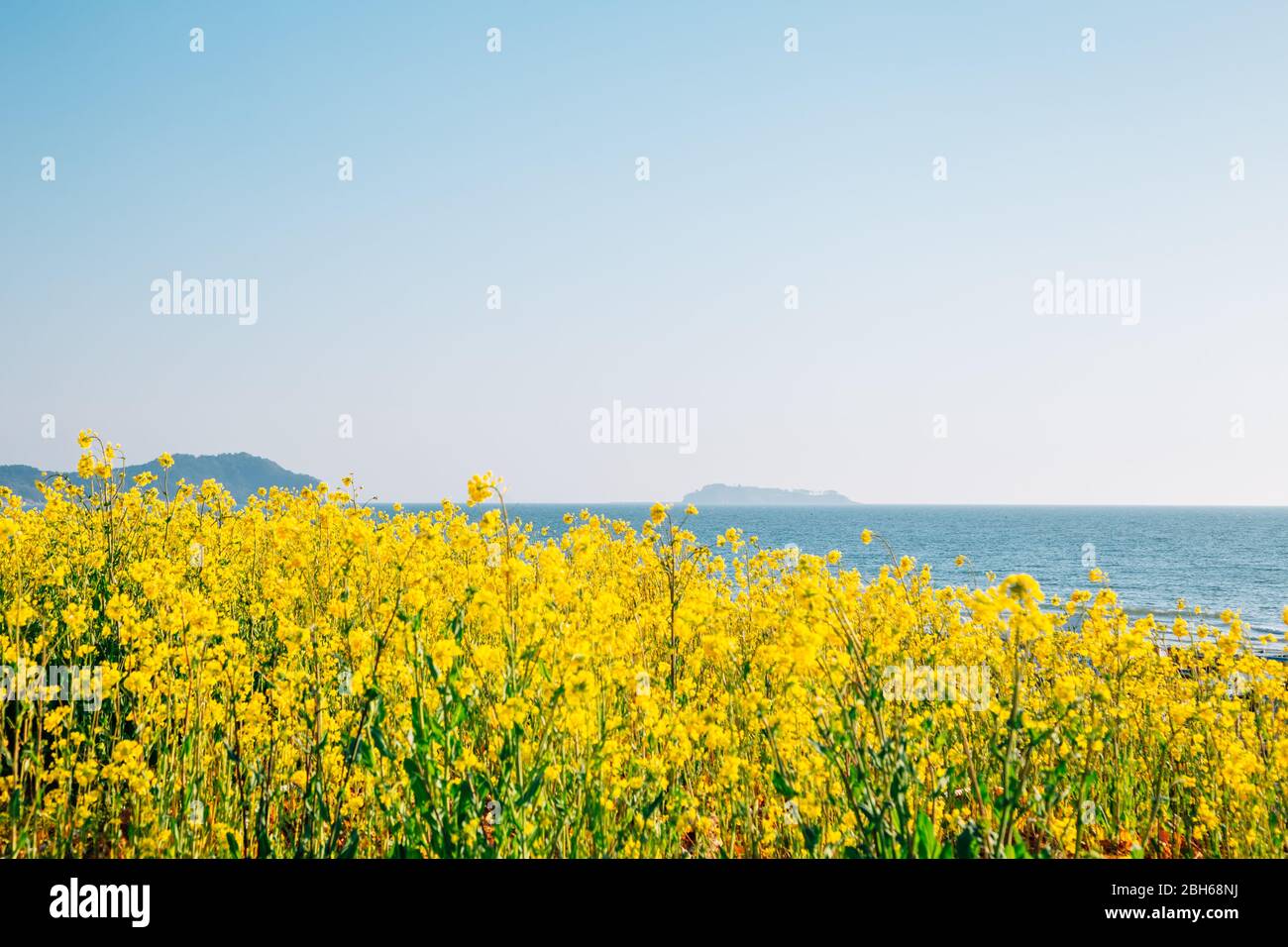 Anmyeondo Ggotji Beach with yellow rape flower field in Taean, Korea ...