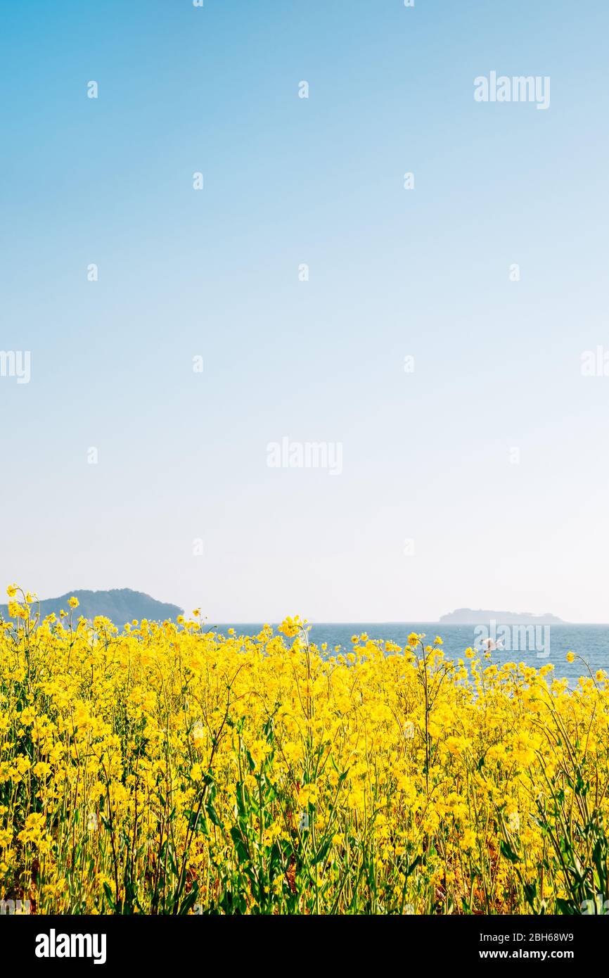 Anmyeondo Ggotji Beach with yellow rape flower field in Taean, Korea ...