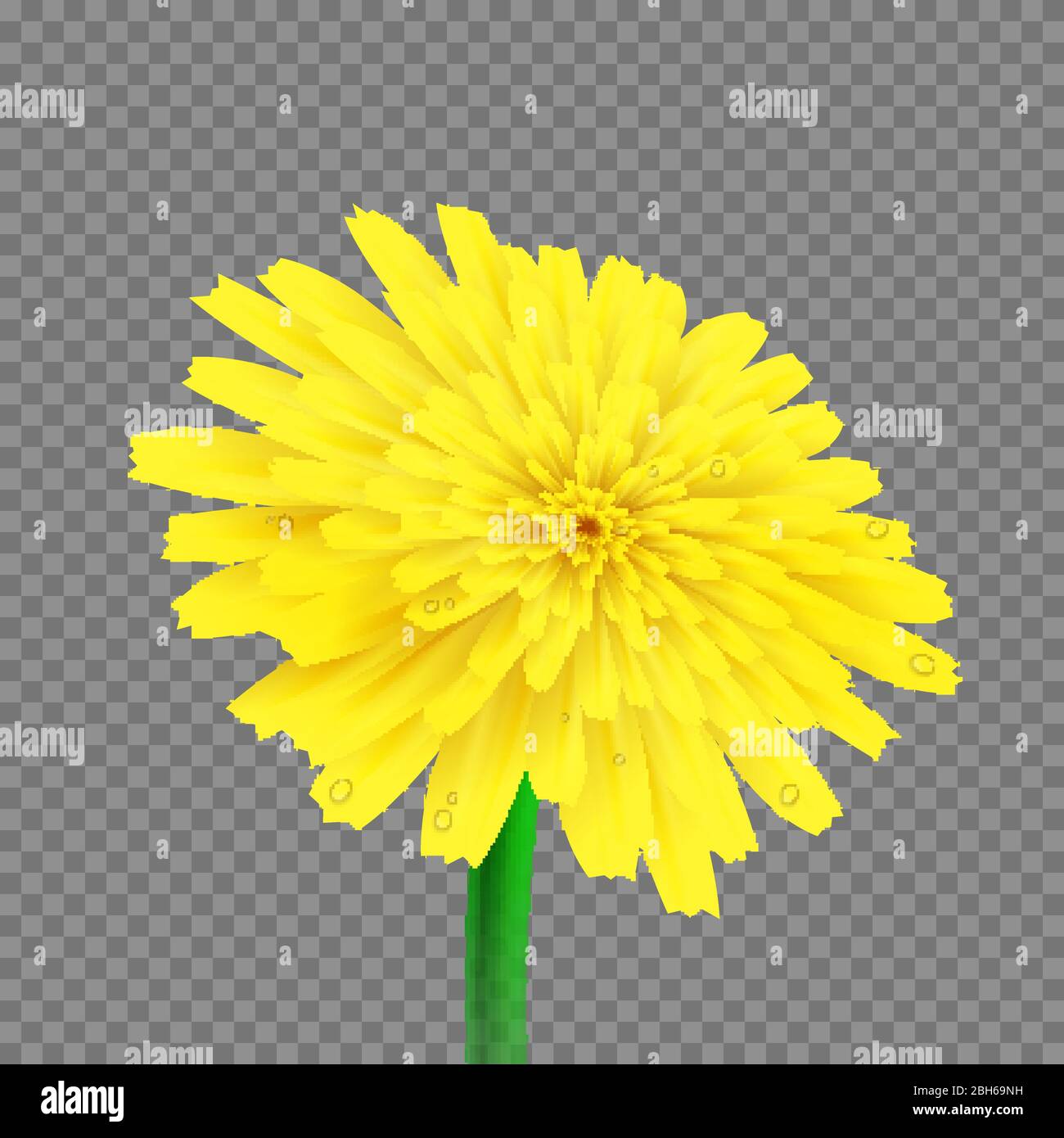 Realistic beautiful dandelion flower isolated, vector illustration ...