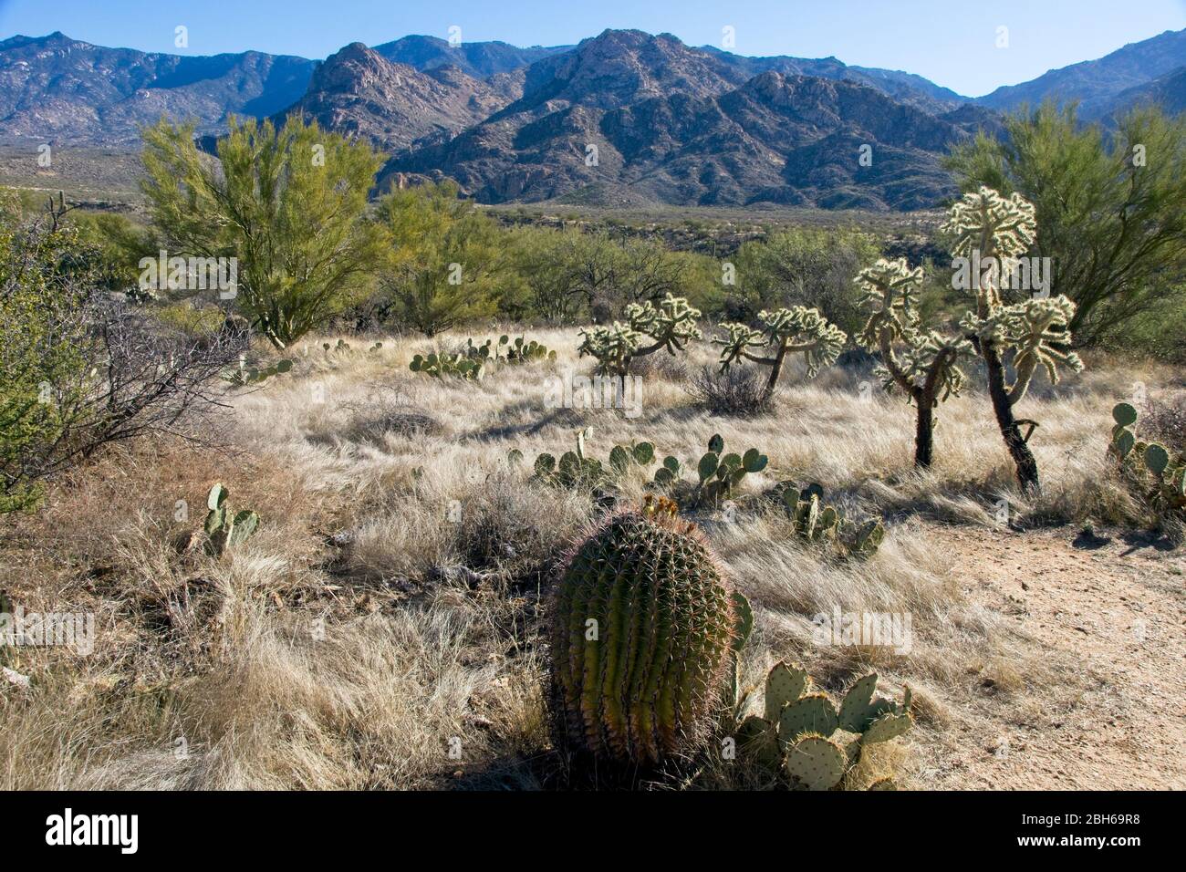 Various types of cactus in Catalina State Park near Tucson in Arizona ...
