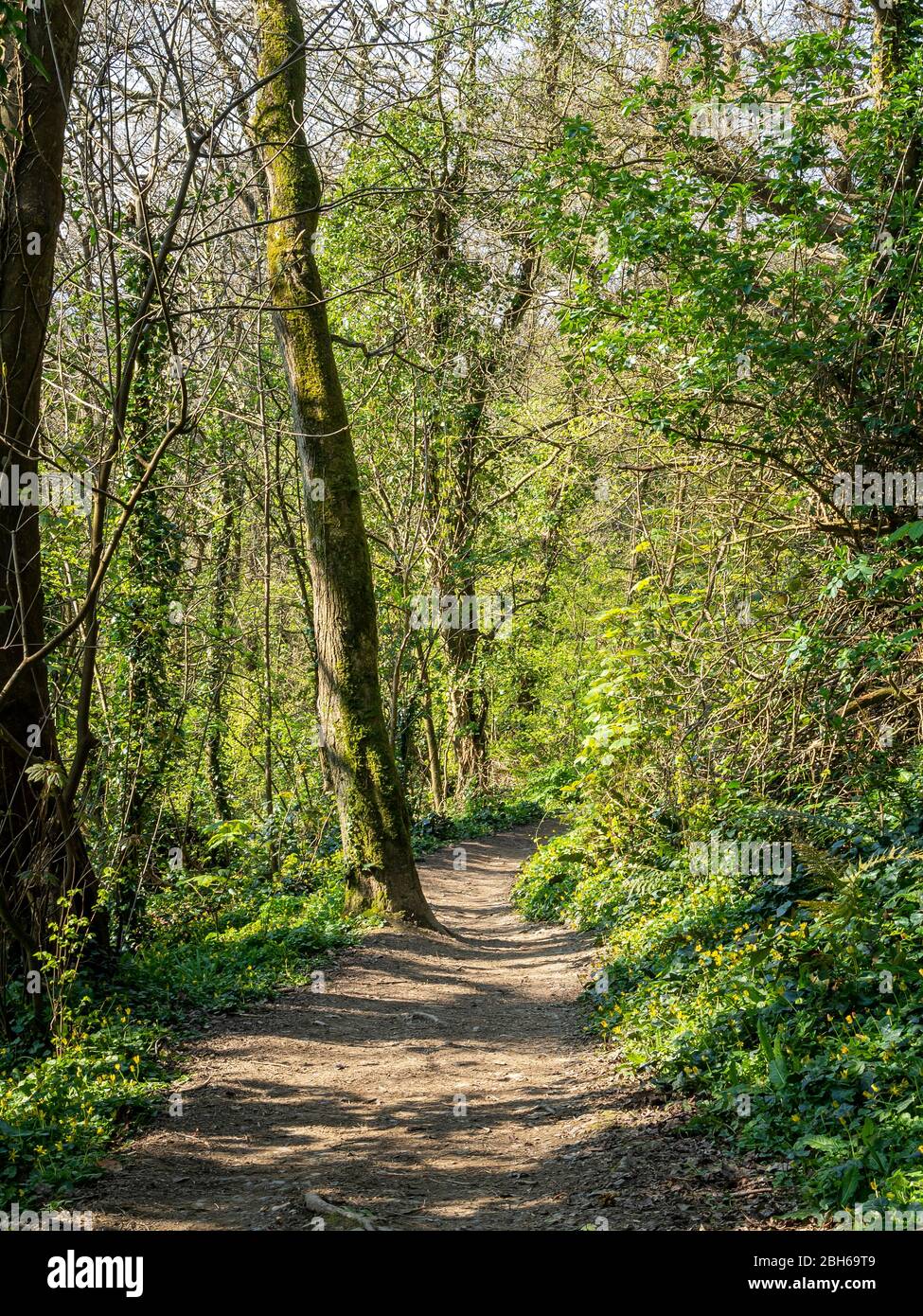 Beautiful woodland path hi-res stock photography and images - Alamy