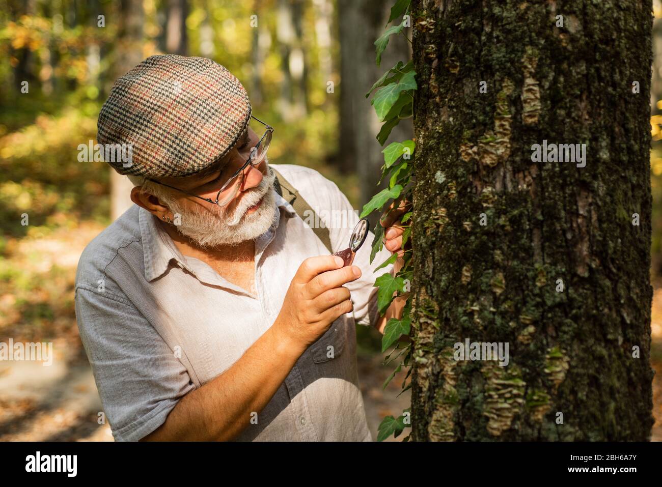 Loupe plants hi-res stock photography and images - Alamy