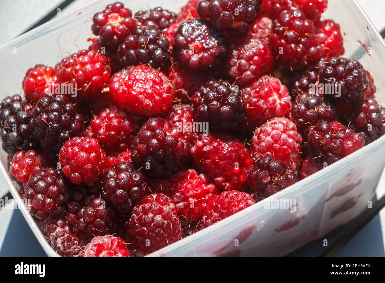 Raspberry in a plastic box after harvesting in a vegetable garden in ...