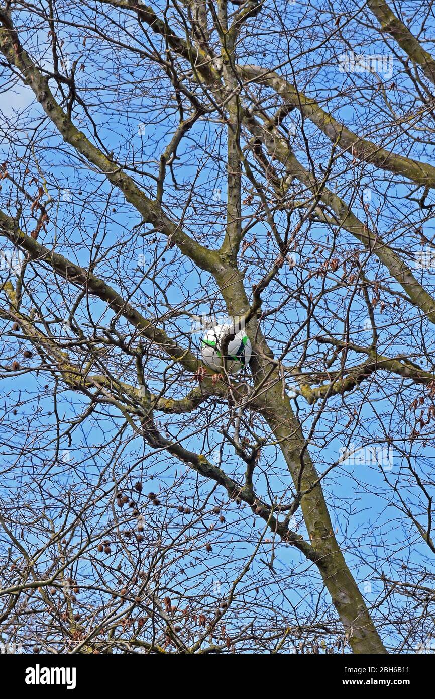 Soccer ball (football) caught in branches of high tree Stock Photo - Alamy