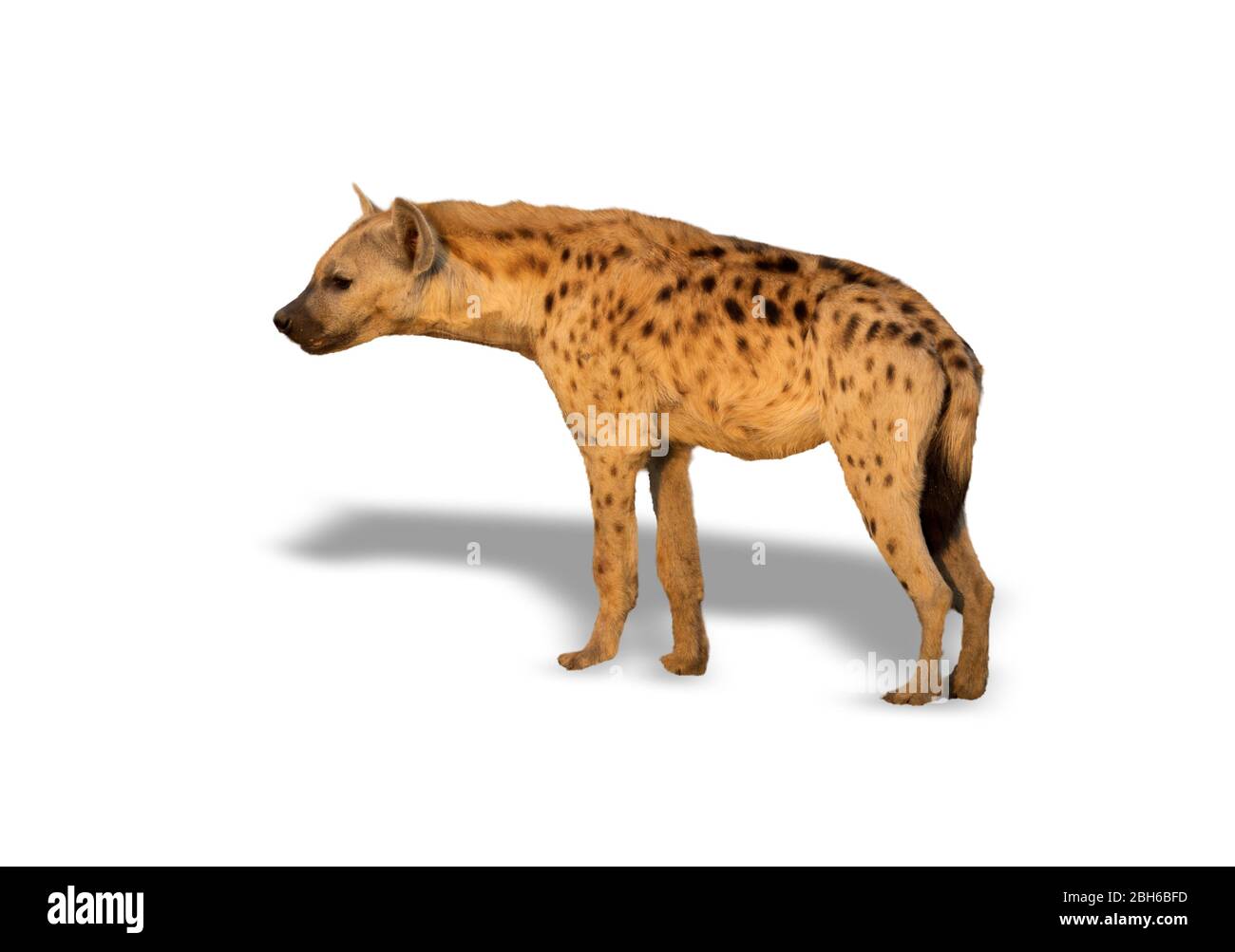 Wild hyena Cut Out Stock Images & Pictures - Alamy