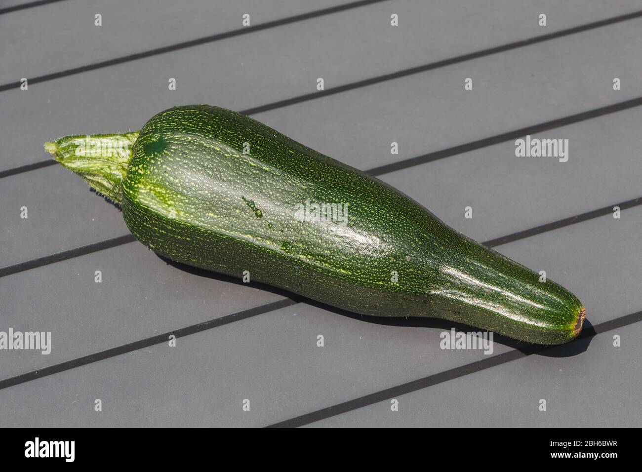 Zucchini after harvesting in a vegetable garden during summer Stock ...