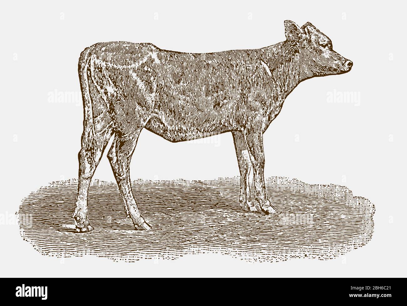 Calf of a historical dairy cow breed from the 19th century in side view ...