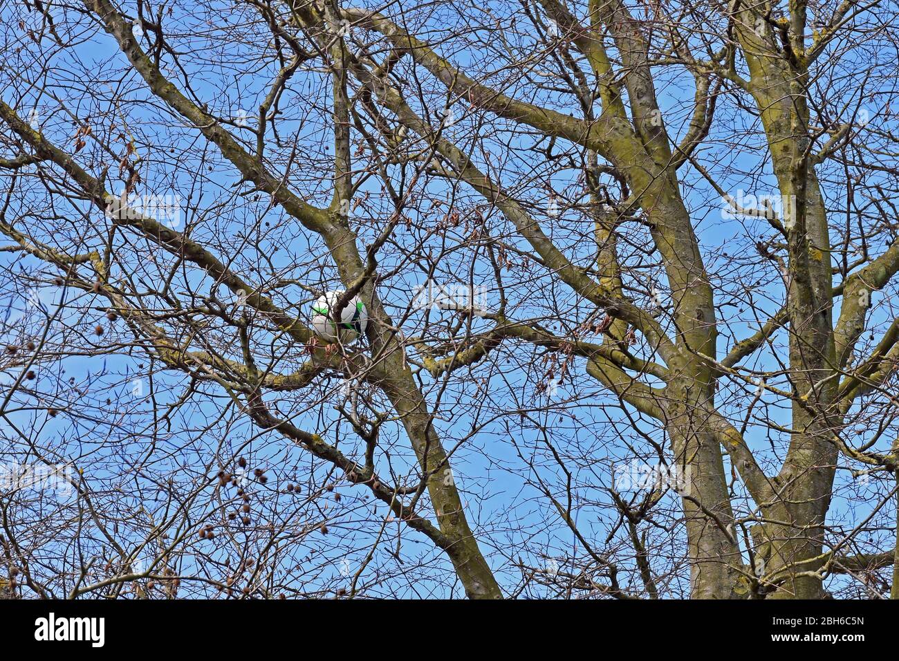 Soccer ball (football) caught in branches of high tree Stock Photo - Alamy