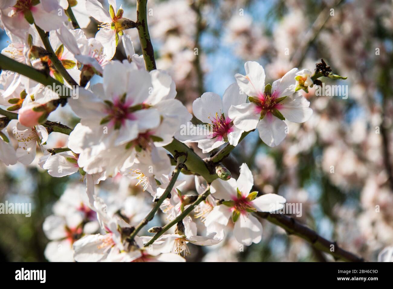 Spring in Pomos Village, Paphos, Cyprus Stock Photo - Alamy