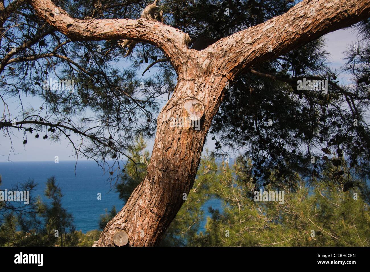 Spring in Pomos Village, Paphos, Cyprus Stock Photo - Alamy