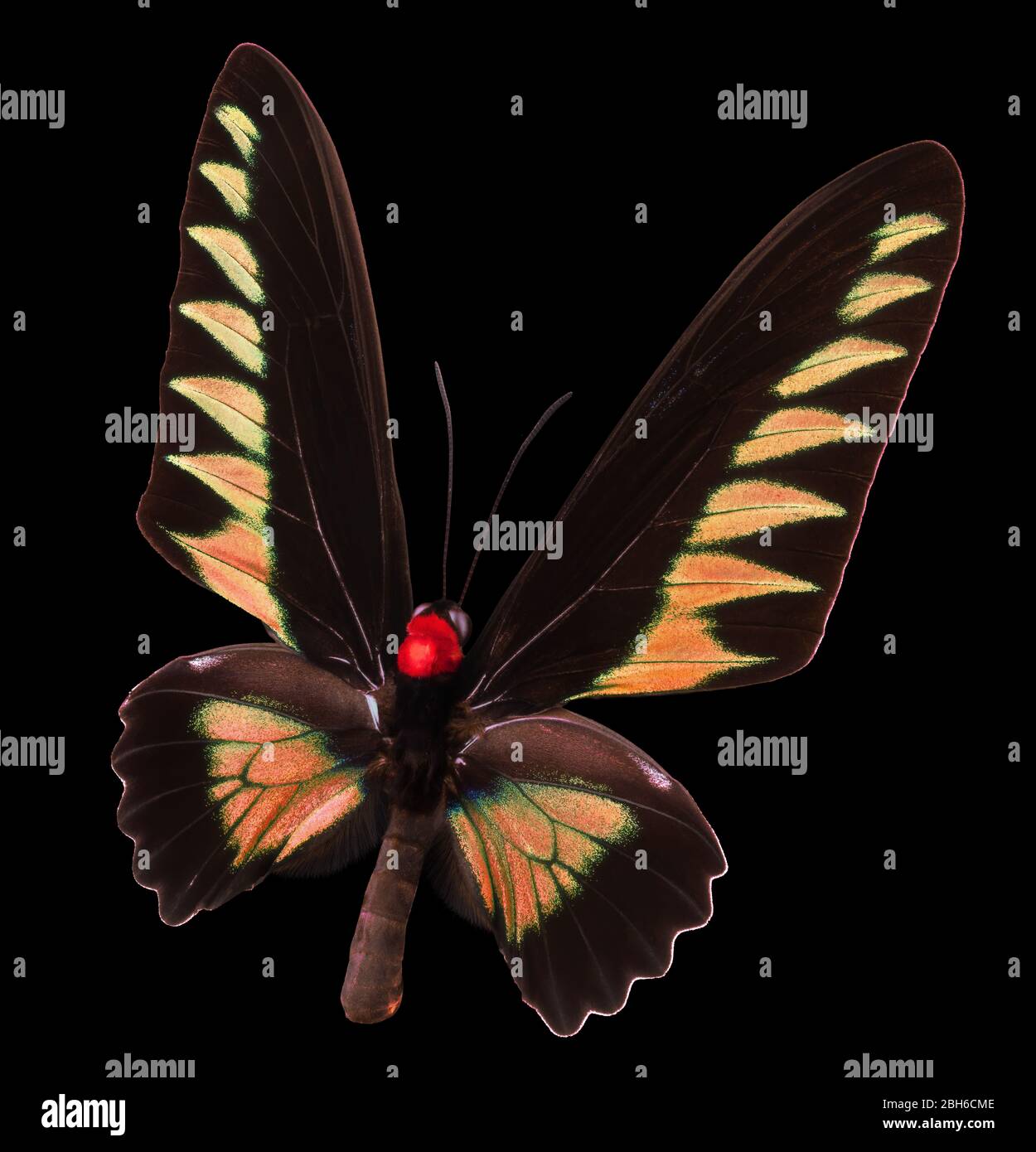 Orange butterfly isolated on a black background with clipping path ...