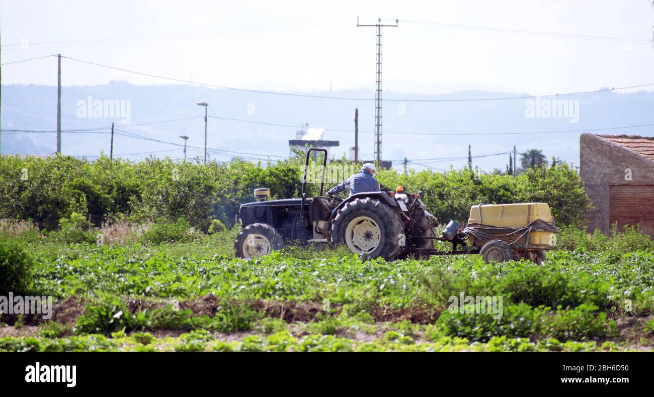 Tractor spraying pesticide and insecticide on lemon plantation in Spain ...
