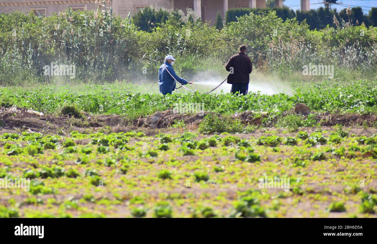 Weed insecticide fumigation. Organic ecological agriculture. Spray ...