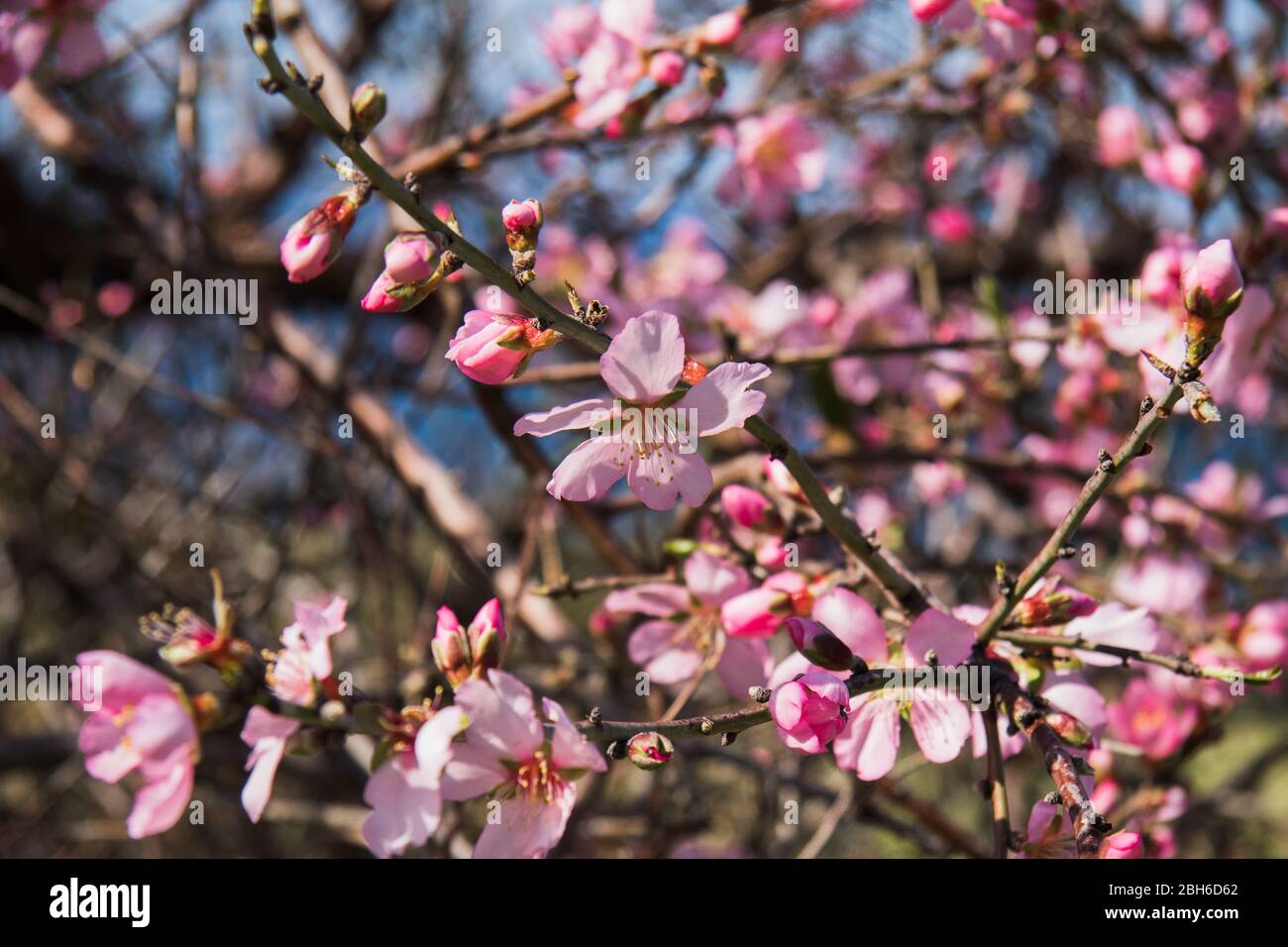 Spring in Pomos Village, Paphos, Cyprus Stock Photo - Alamy