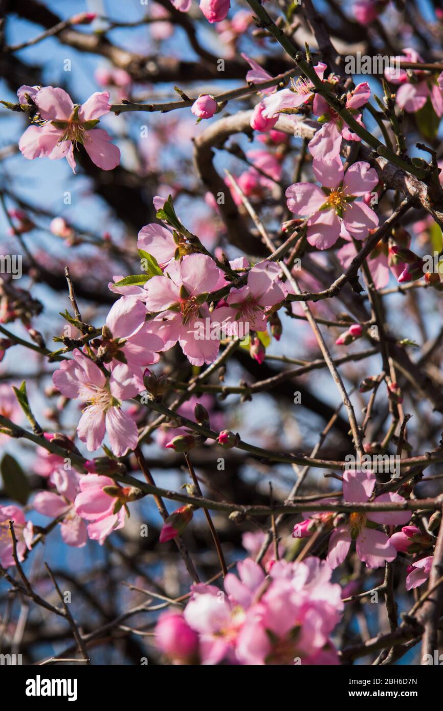 Spring in Pomos Village, Paphos, Cyprus Stock Photo - Alamy