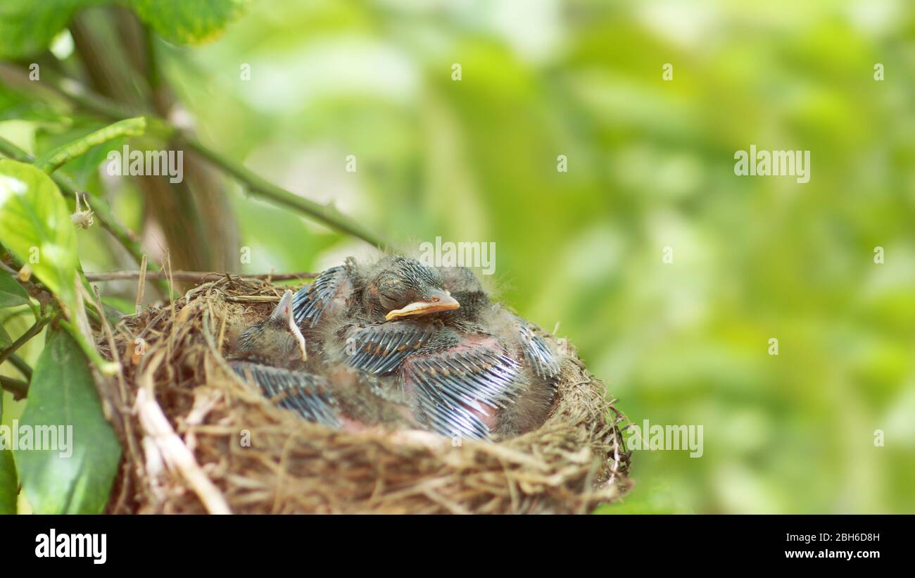 American robin chicks hi-res stock photography and images - Alamy