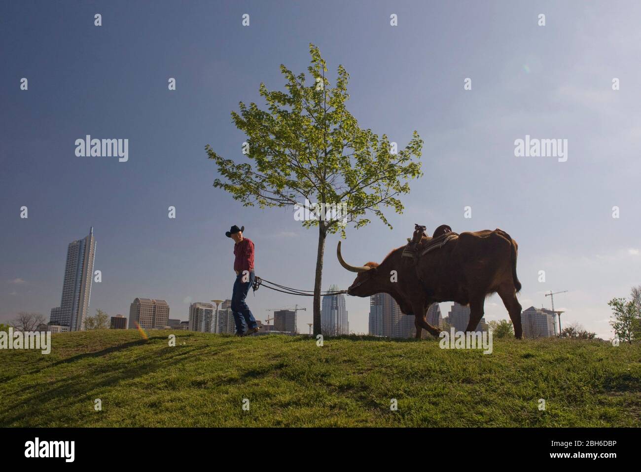 Austin, Texas USA, March 18, 2009: A rodeo cowboy with his Longhorn ...