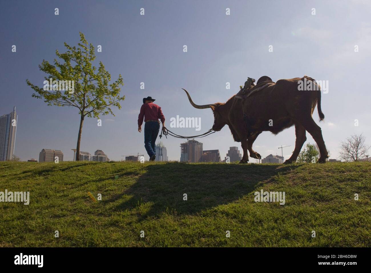 Austin, Texas USA, March 18, 2009: A rodeo cowboy with his Longhorn ...