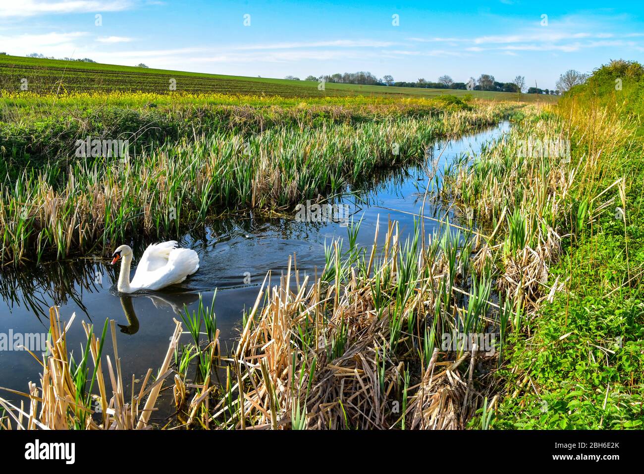 Swan at canal hi-res stock photography and images - Alamy