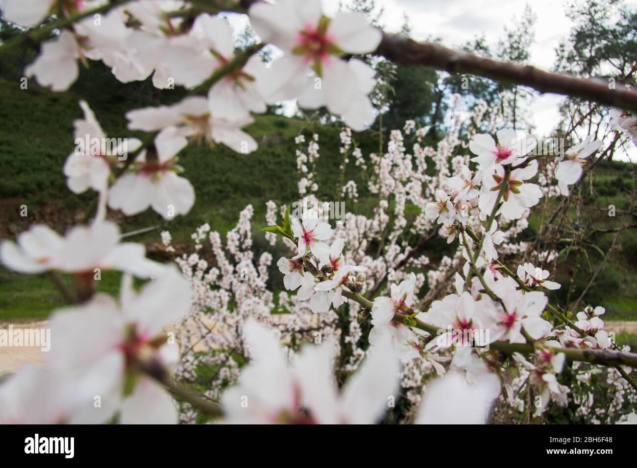 Spring in Pomos Village, Paphos, Cyprus Stock Photo - Alamy