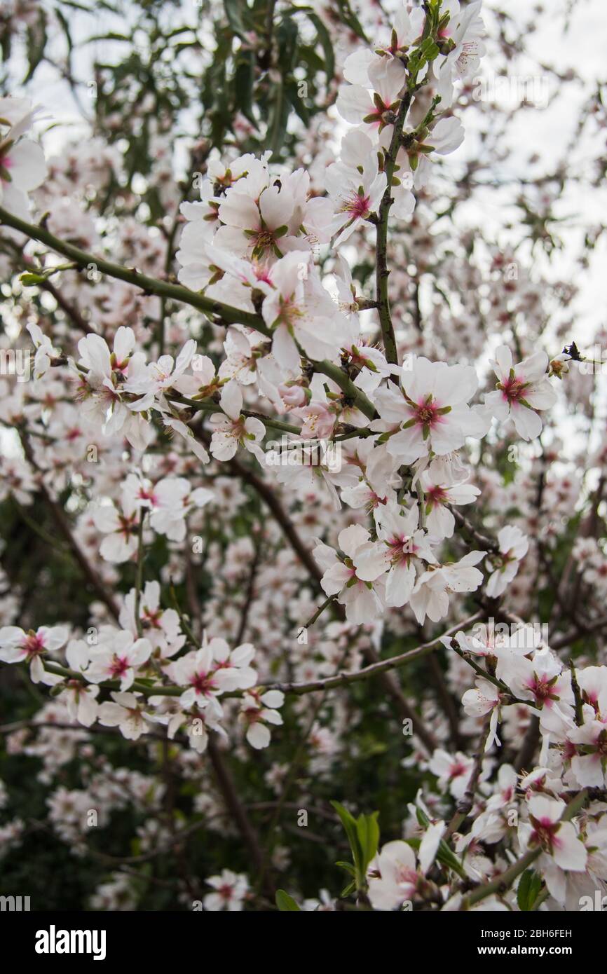 Spring in Pomos Village, Paphos, Cyprus Stock Photo - Alamy