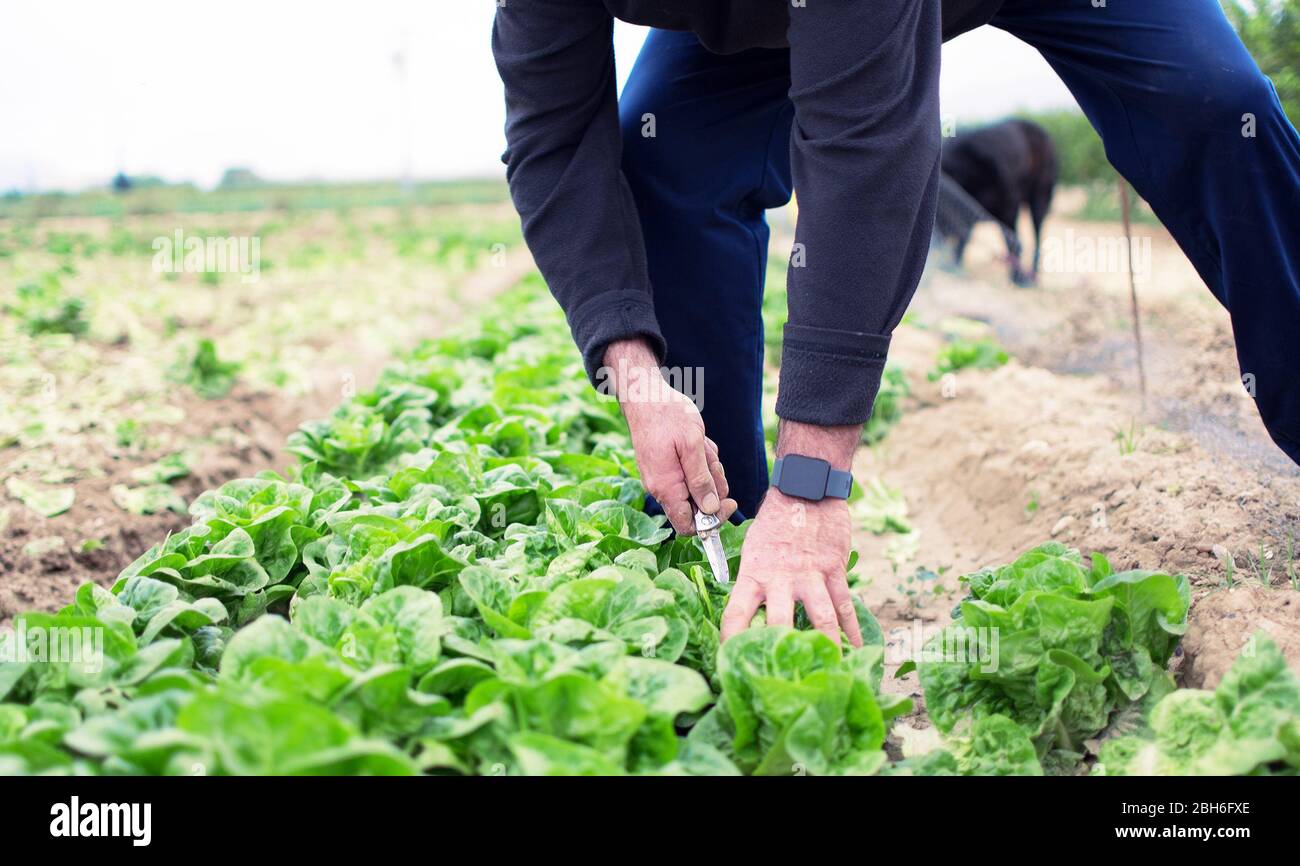 Farm worker picking hi-res stock photography and images - Alamy