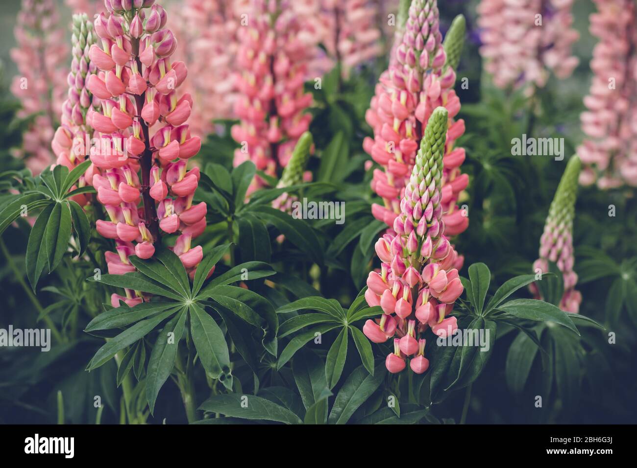 Color Pink Lupine