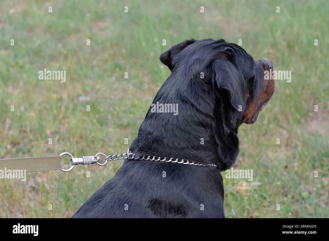 Rottweiler profile hi-res stock photography and images - Alamy