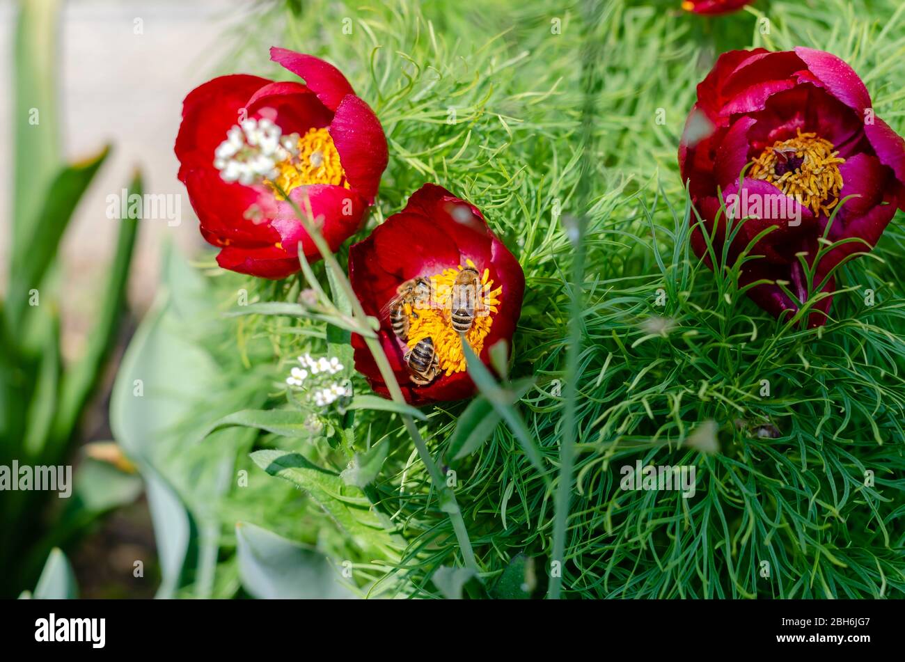 Small-leaved peony, or narrow-leaved peony Paeonia tenuifolia L ...