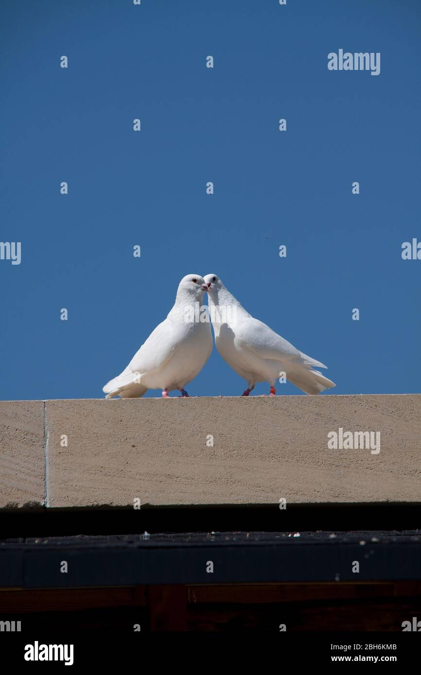 White dove streptopelia risoria hi-res stock photography and images - Alamy