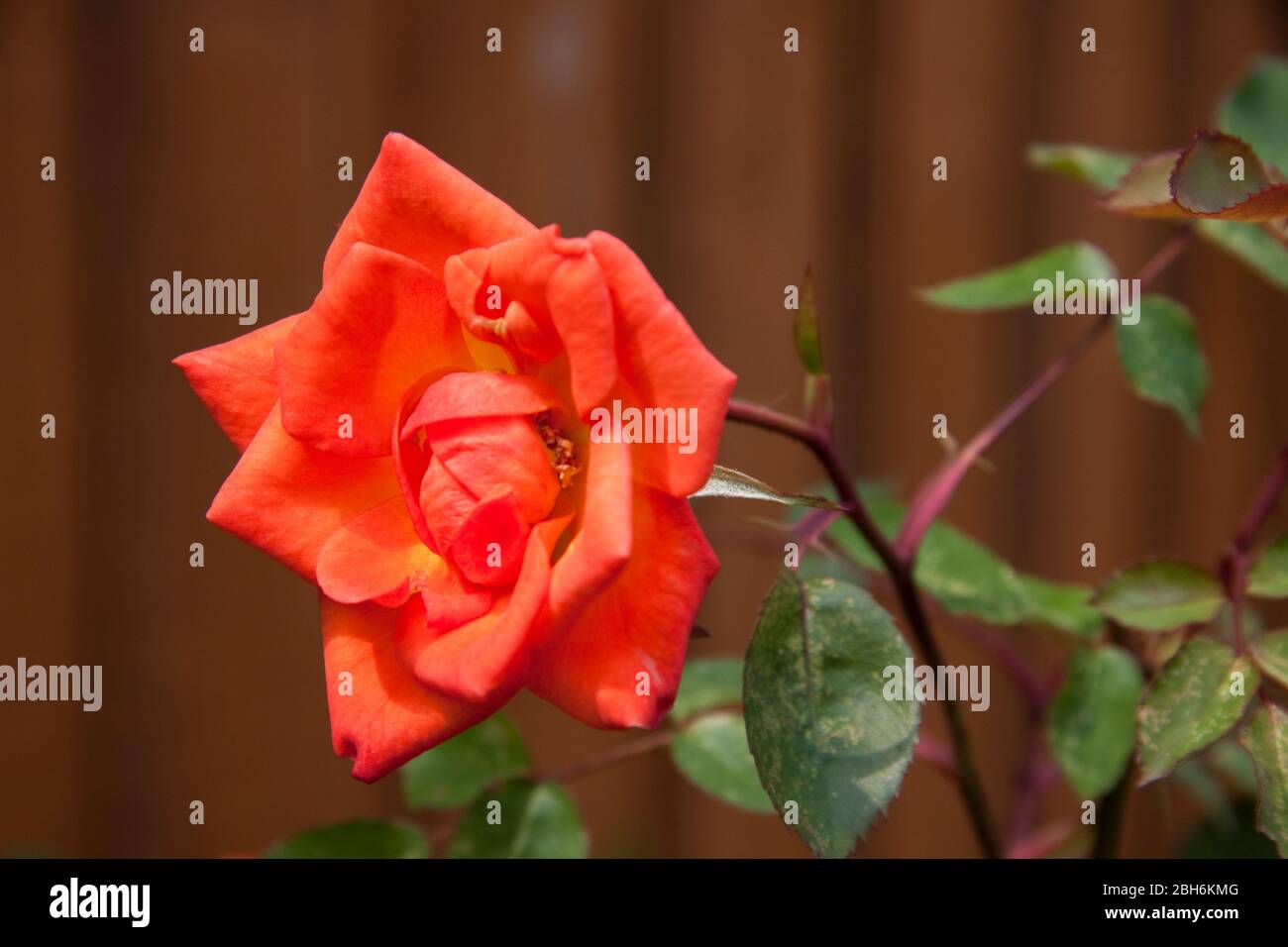 English favourite bloom hi-res stock photography and images - Alamy